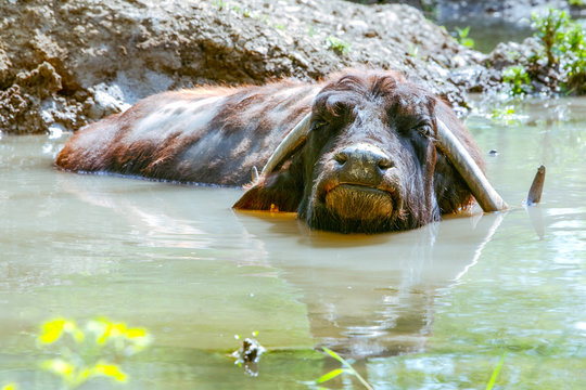 "Water Bull" Images – Browse 22 Stock Photos, Vectors, and Video ...