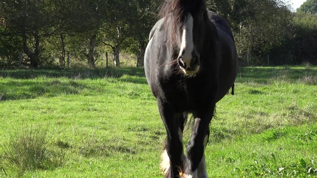 "Shire Horse" Images – Browse 9,659 Stock Photos, Vectors, and Video ...