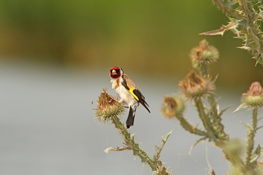 Thistle-Finch Images – Browse 42 Stock Photos, Vectors, and Video ...