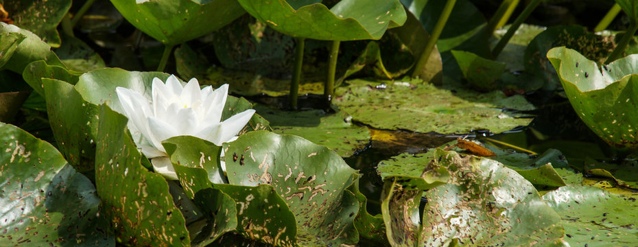Wasserrose Billeder – Gennemse 778 stockfotos, vektorer og videoer ...