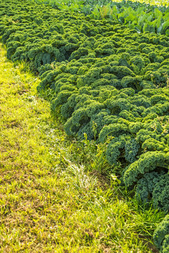 Urkohl Images – Browse 10 Stock Photos, Vectors, and Video | Adobe Stock