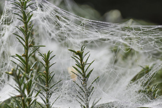 Spinnenweben - Images et vidéos libres de droits | Adobe Stock
