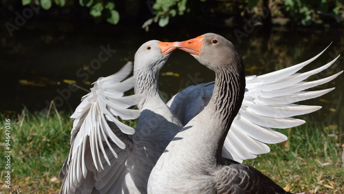 "Two kissing domestic geese - panoramic image" Stock photo and royalty ...
