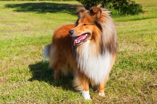 Langhaar-Collie Images – Browse 105 Stock Photos, Vectors, and Video ...
