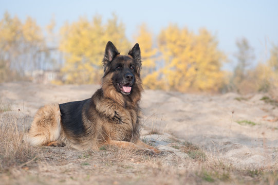 รูปภาพWilczur – เลือกดูภาพถ่ายสต็อก เวกเตอร์ และวิดีโอ144 | Adobe Stock