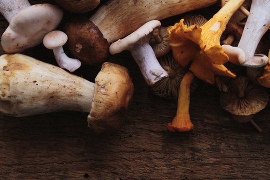 Swinish bilder – Bläddra bland 5,803 stockfoton, vektorer och videor ...