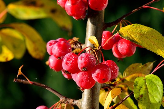 Zierapfelbaum-Bilder: Stock-Fotos & -Videos. | Adobe Stock