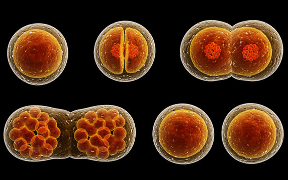 รูปภาพAmitosis – เลือกดูภาพถ่ายสต็อก เวกเตอร์ และวิดีโอ76 | Adobe Stock