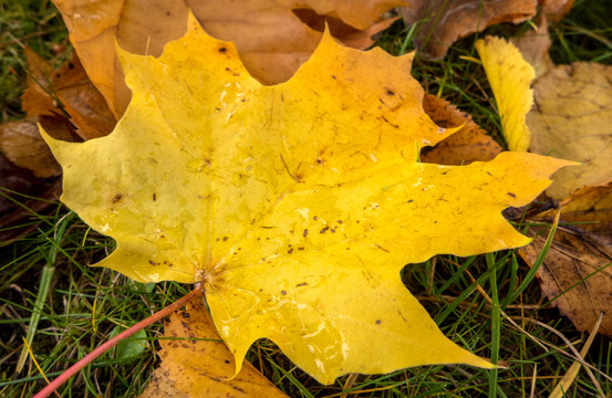 รูปภาพSeasom – เลือกดูภาพถ่ายสต็อก เวกเตอร์ และวิดีโอ364 | Adobe Stock