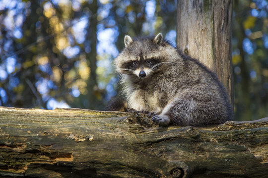 Pelztier bilder – Bläddra bland 901 stockfoton, vektorer och videor ...