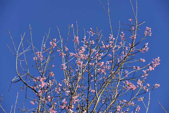 Dodi Images – Browse 52 Stock Photos, Vectors, and Video | Adobe Stock