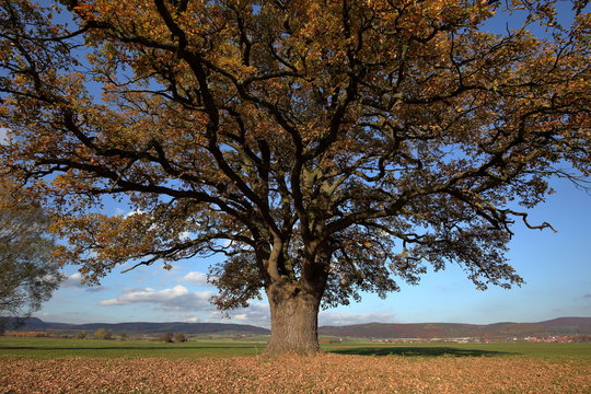 Eichenbaum bilder – Bläddra bland 1,056 stockfoton, vektorer och videor ...