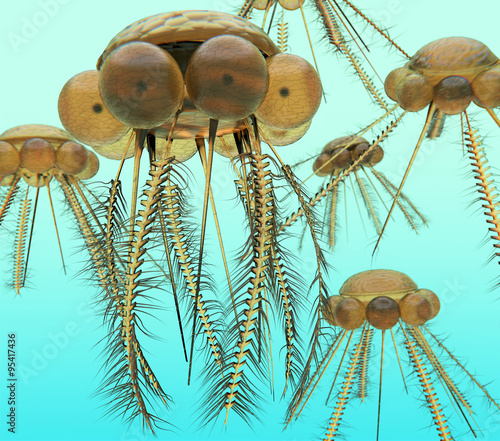 "An illustration of the small extinct marine animal Graptolites. They ...