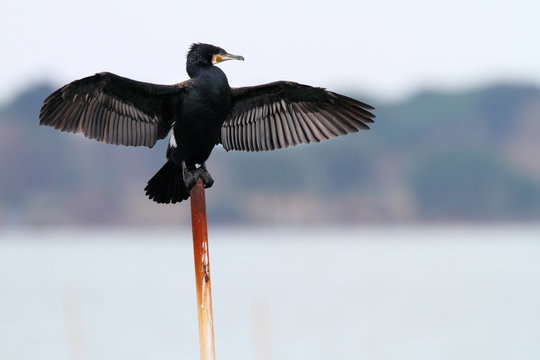 รูปภาพNeornithes – เลือกดูภาพถ่ายสต็อก เวกเตอร์ และวิดีโอ2,206 | Adobe ...