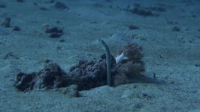 "Sand Eel" Images – Browse 2,476 Stock Photos, Vectors, and Video ...