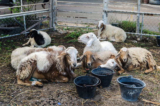 Baa-Lamb Images – Browse 368 Stock Photos, Vectors, and Video | Adobe Stock