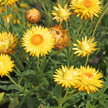 Strohblumen Imagens – Procure 507 fotos, vetores e vídeos | Adobe Stock