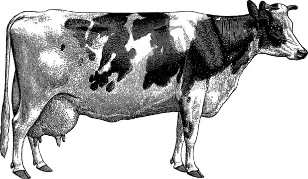 Vintage Cow Illustration