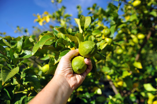 Limonare Bilder – Durchsuchen 44 Archivfotos, Vektorgrafiken und Videos ...