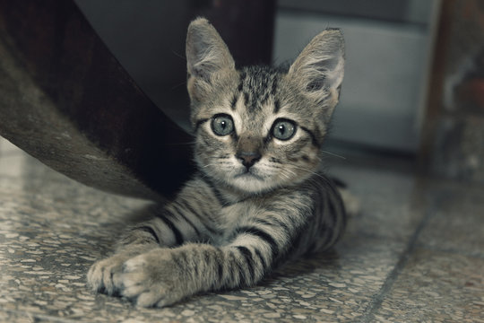 Gatico Images – Browse 48 Stock Photos, Vectors, and Video | Adobe Stock