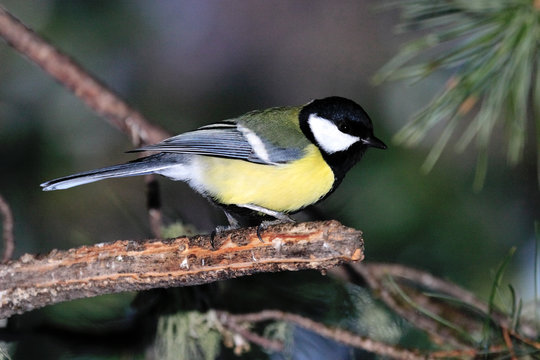 Bestiola Images – Browse 38 Stock Photos, Vectors, and Video | Adobe Stock