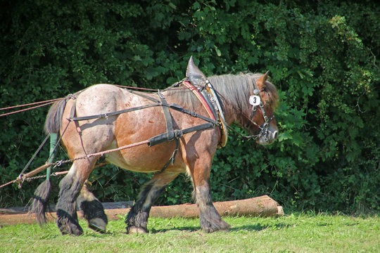 Ardenner bilder – Bläddra bland 83 stockfoton, vektorer och videor ...