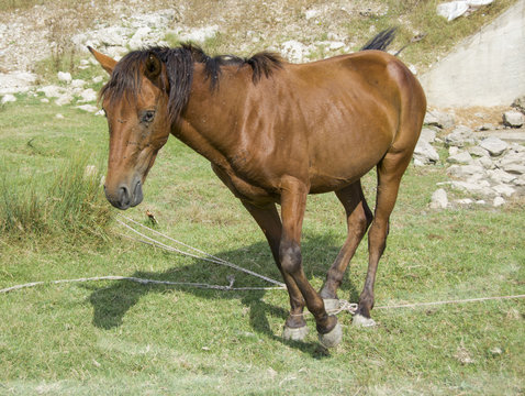 Atlar Images – Browse 115 Stock Photos, Vectors, and Video | Adobe Stock