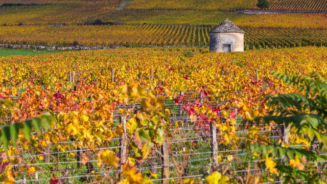 Cabotte Images – Browse 123 Stock Photos, Vectors, and Video | Adobe Stock