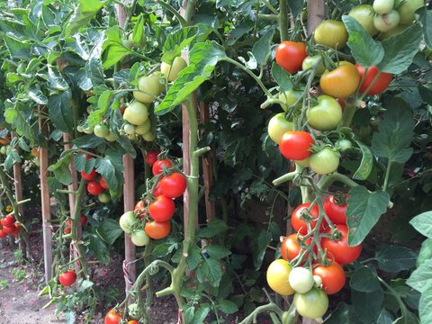 Tomatenstauden-Bilder: Stock-Fotos & -Videos. | Adobe Stock