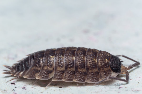 รูปภาพIsopod – เลือกดูภาพถ่ายสต็อก เวกเตอร์ และวิดีโอ1,606 | Adobe Stock