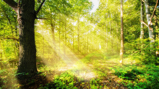 Sommereiche Bilder – Durchsuchen 17,387 Archivfotos, Vektorgrafiken und ...