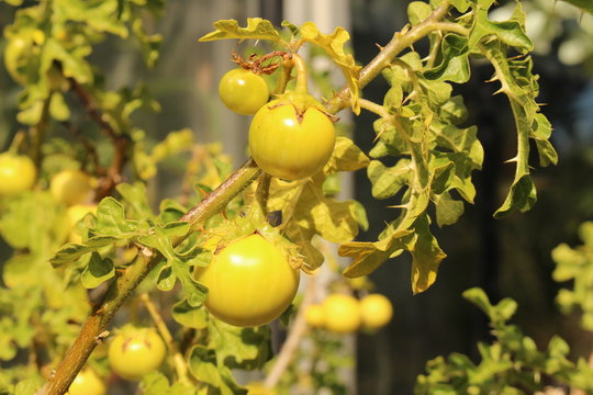 "Apple Of Sodom" Images – Browse 289 Stock Photos, Vectors, and Video ...