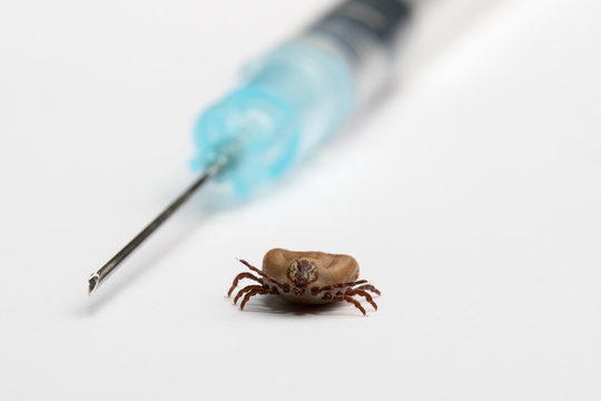 รูปภาพEktoparasit – เลือกดูภาพถ่ายสต็อก เวกเตอร์ และวิดีโอ106 | Adobe Stock