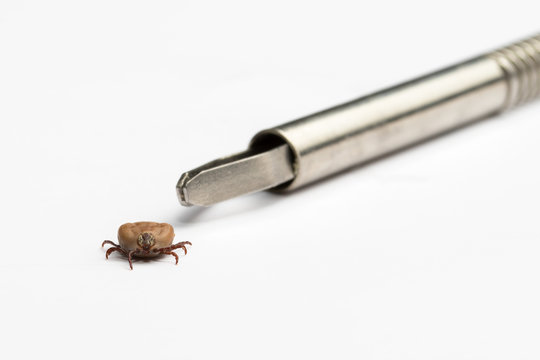 รูปภาพEktoparasit – เลือกดูภาพถ่ายสต็อก เวกเตอร์ และวิดีโอ106 | Adobe Stock