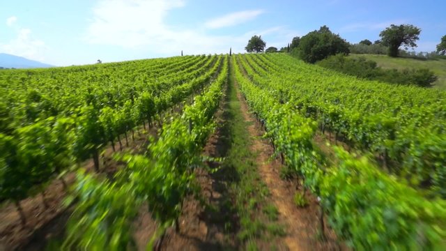 Vigna Imagens – Procure 16,269 fotos, vetores e vídeos | Adobe Stock