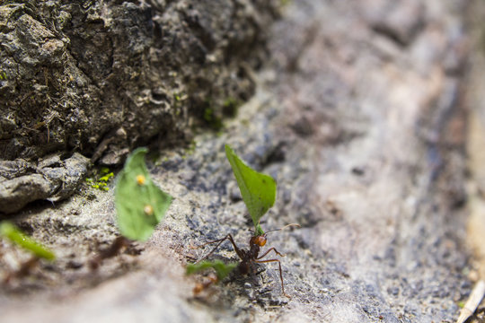 Imágenes de Mochomo: descubre bancos de fotos, ilustraciones, vectores ...