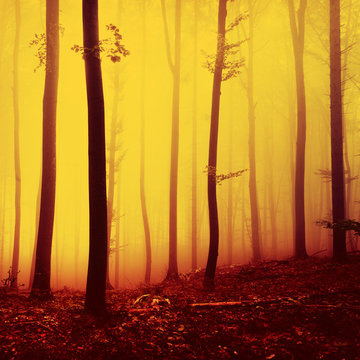 Oversaturated Imagens – Procure 1,056 fotos, vetores e vídeos | Adobe Stock