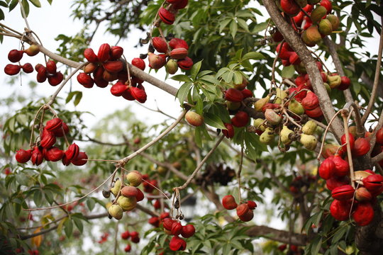 "Indian Fruits" Images – Browse 336 Stock Photos, Vectors, and Video ...