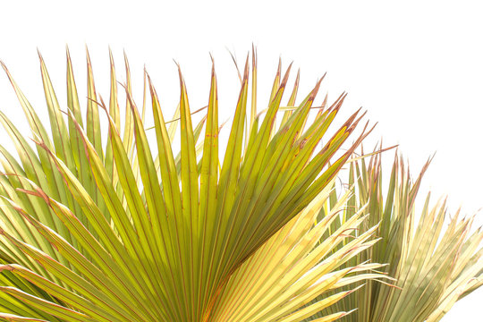 รูปภาพLatanier – เลือกดูภาพถ่ายสต็อก เวกเตอร์ และวิดีโอ355 | Adobe Stock