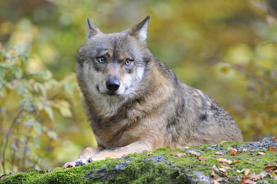 Grauwolf bilder – Bläddra bland 984 stockfoton, vektorer och videor ...