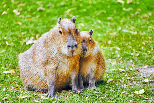 รูปภาพCapivara – เลือกดูภาพถ่ายสต็อก เวกเตอร์ และวิดีโอ13,255 | Adobe Stock