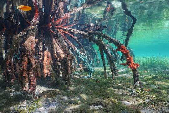 "Tree Roots Underwater" Images – Browse 19 Stock Photos, Vectors, and ...