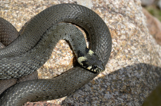 "Natrix Natrix" Images – Browse 5,470 Stock Photos, Vectors, and Video ...