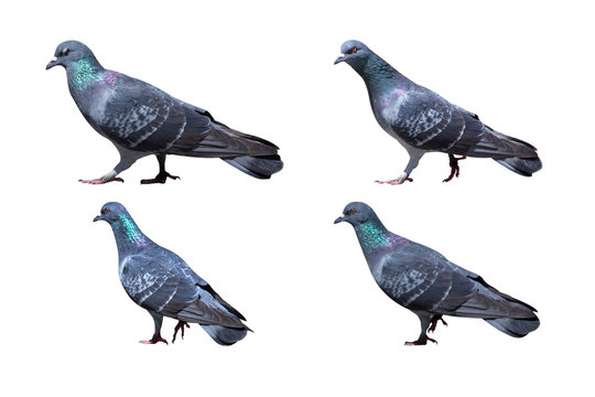 รูปภาพColumbidae – เลือกดูภาพถ่ายสต็อก เวกเตอร์ และวิดีโอ332,838 ...