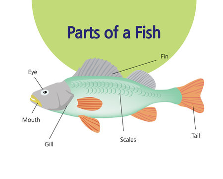 Parts Of A Fish Anatomy