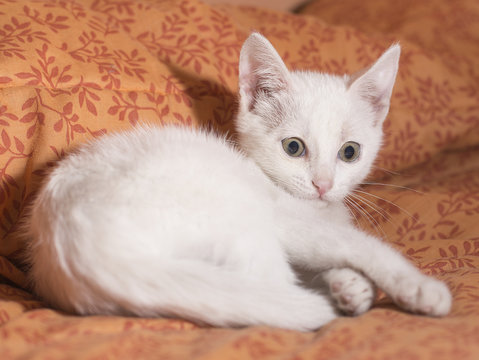 รูปภาพRonroneo – เลือกดูภาพถ่ายสต็อก เวกเตอร์ และวิดีโอ156 | Adobe Stock