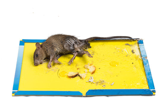 รูปภาพTrap – เลือกดูภาพถ่ายสต็อก เวกเตอร์ และวิดีโอ241,195 | Adobe Stock