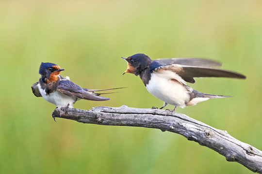 Svalor bilder – Bläddra bland 84,138 stockfoton, vektorer och videor ...