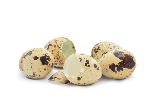 Wachtelei Bilder – Durchsuchen 81,873 Archivfotos, Vektorgrafiken und ...