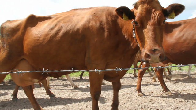 Cawing Images – Parcourir 6,341 le catalogue de photos, vecteurs et ...